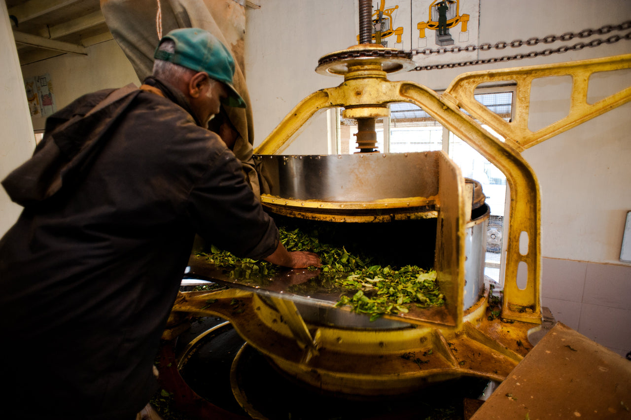 A Beginner’s Guide to the Manufacturing Process of Ceylon Tea – Dilmah ...