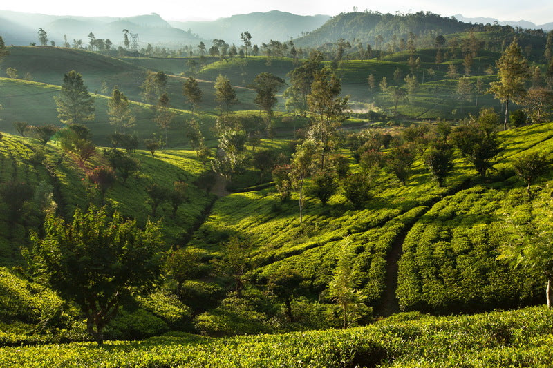 A Guide to Ceylon Tea Regions – Dilmah Tea Australia